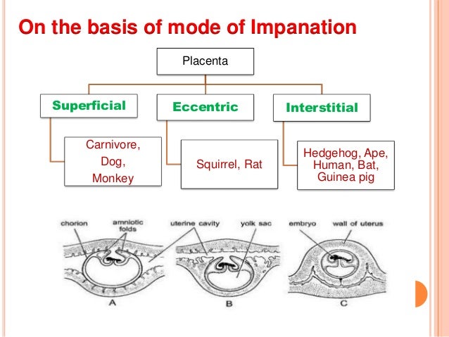 Placenta structure and Classification