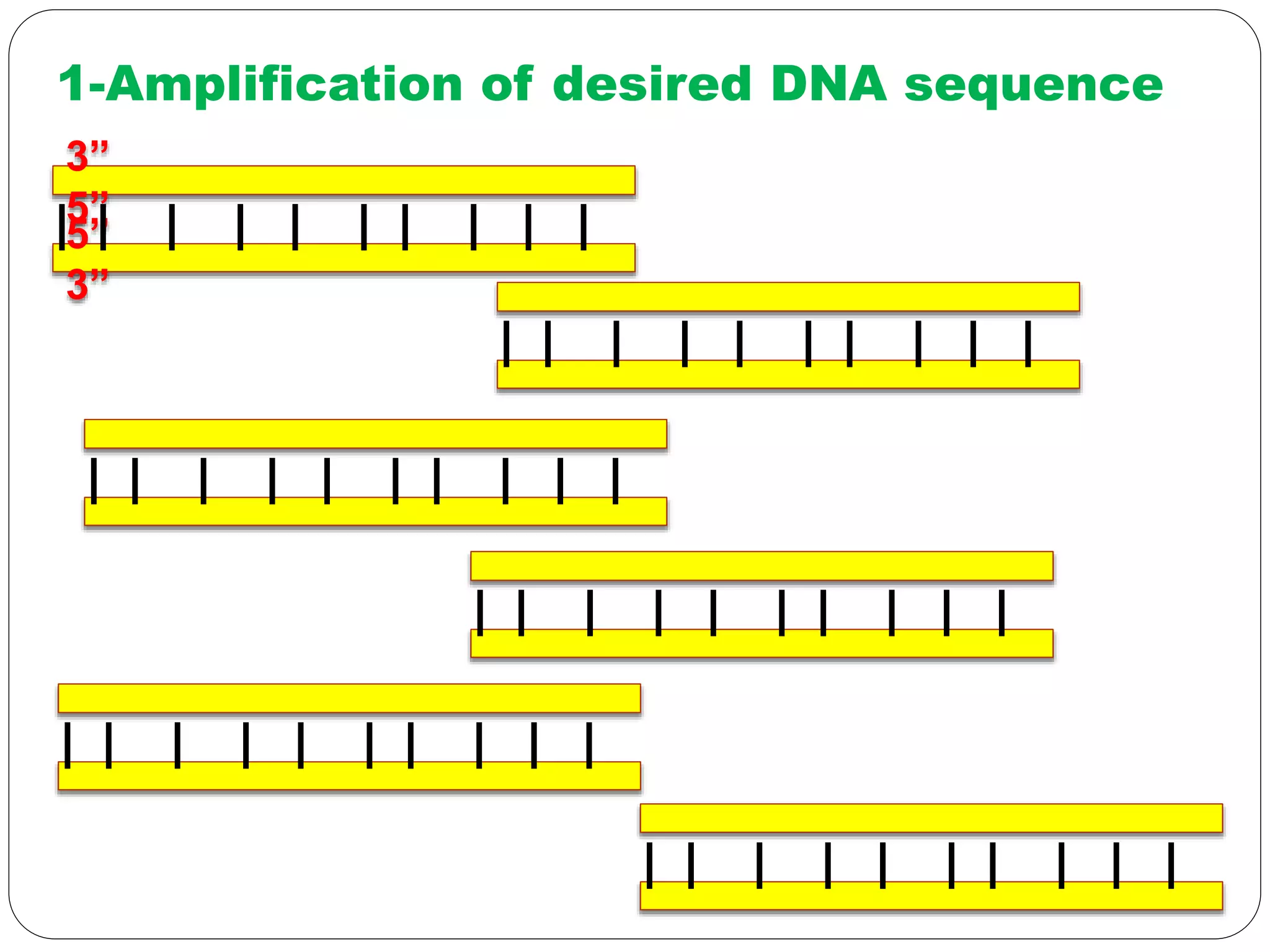 Sanger sequencing method of DNA | PPT