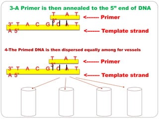 Sanger sequencing method of DNA | PPT
