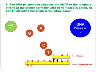 Sanger sequencing method of DNA | PPT