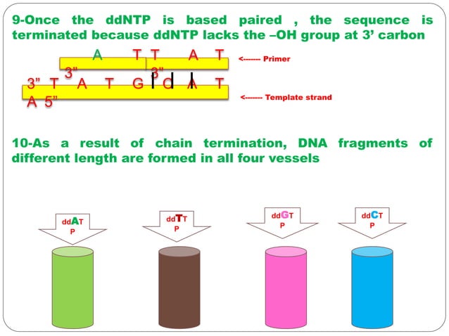 Sanger sequencing method of DNA | PPT | Biotech and Biomedical Industry ...