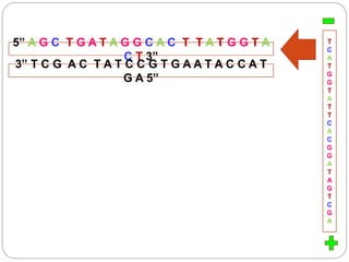 Sanger sequencing method of DNA | PPT