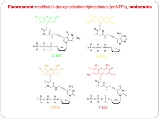Sanger sequencing method of DNA | PPT