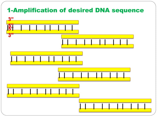 Sanger sequencing method of DNA | PPT | Biotech and Biomedical Industry ...