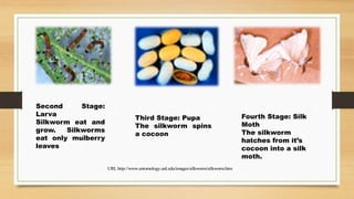 Sericulture | PPT