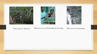Sericulture | PPT