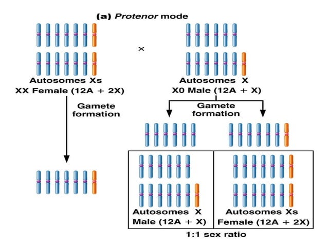 Sex Determination and Sex Chromosomes | PPT