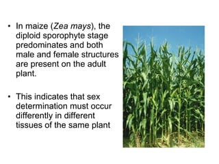 Sex Determination and Sex Chromosomes | PPT