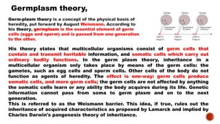 Theories of embryonic development | PPT