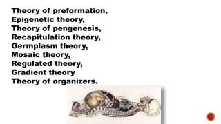 Theories of embryonic development | PPT