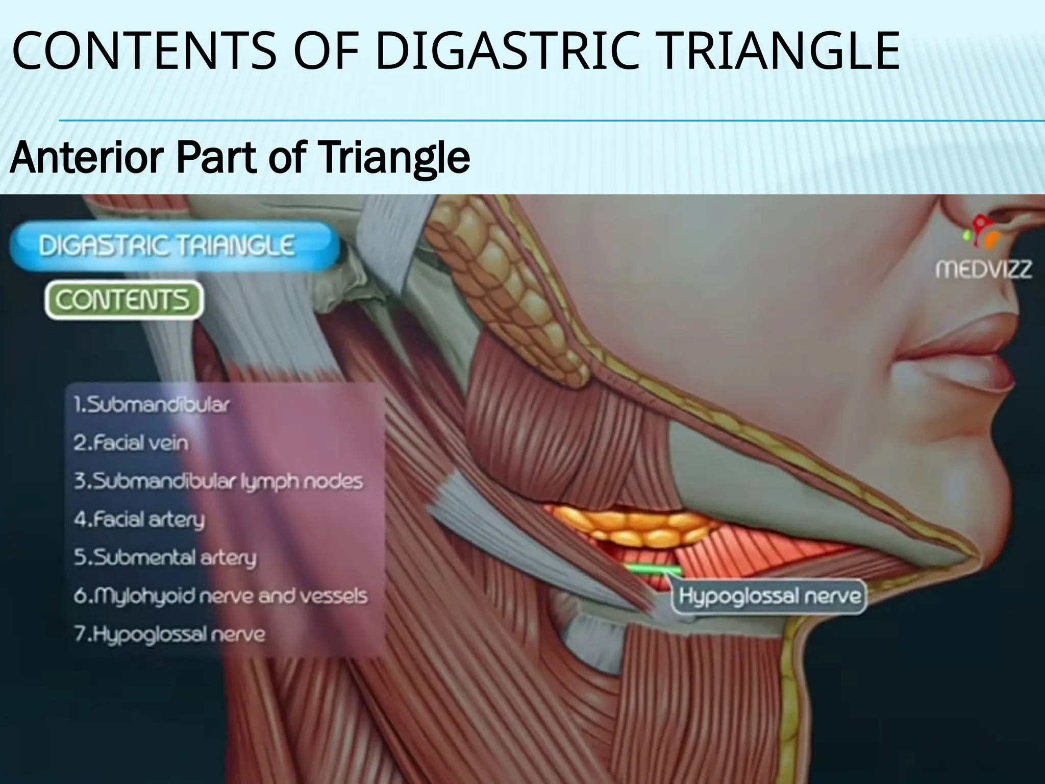 Digastric and Carotid triangle Human anatomy | PPT