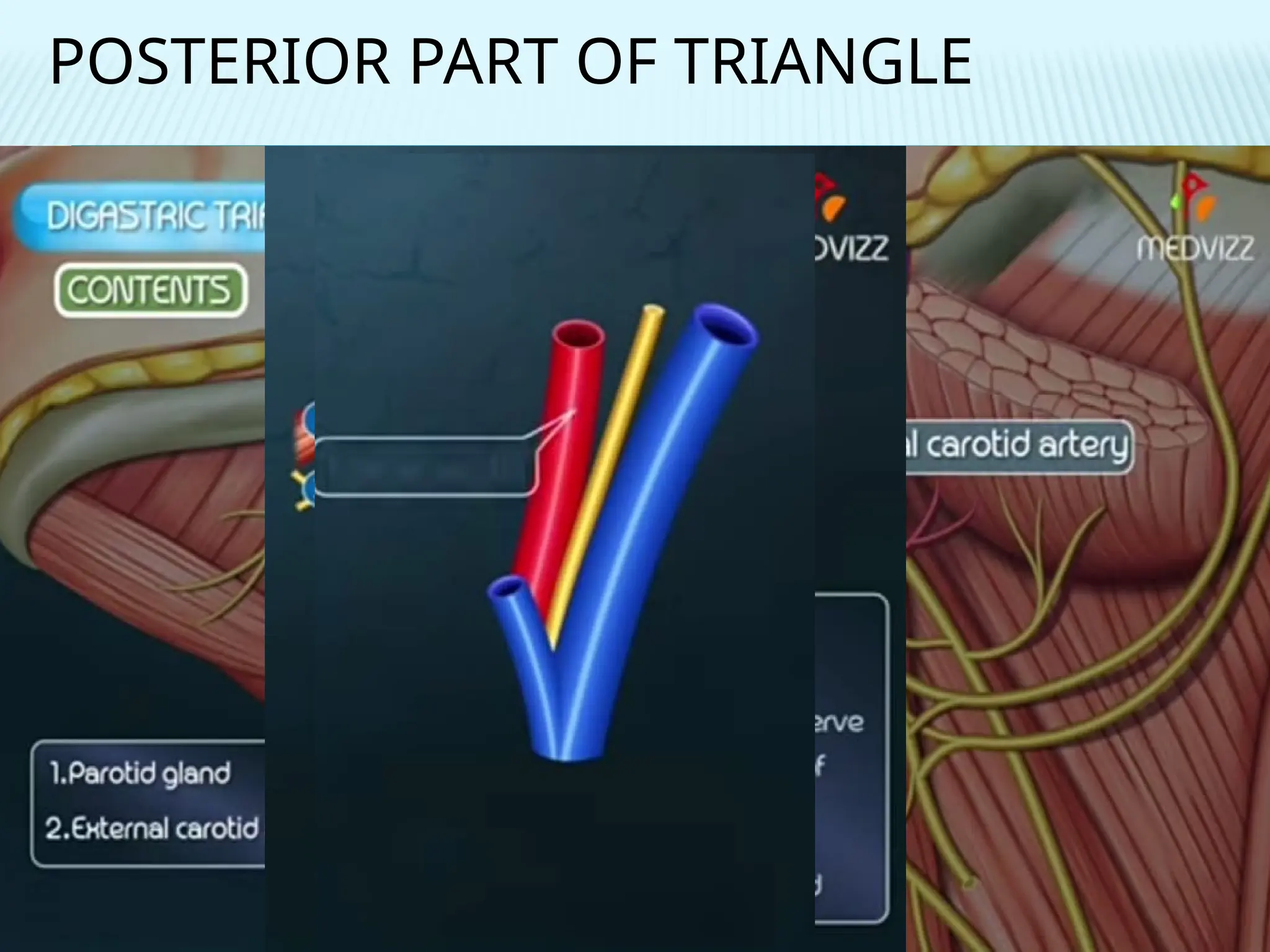 Digastric and Carotid triangle Human anatomy | PPT