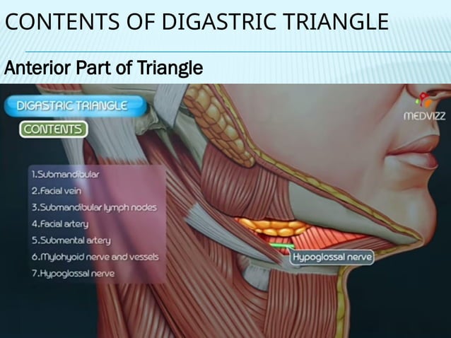 Digastric and Carotid triangle Human anatomy | PPT