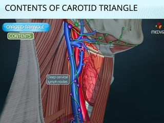 Digastric and Carotid triangle Human anatomy | PPT