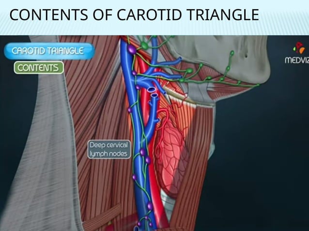Digastric and Carotid triangle Human anatomy | PPT