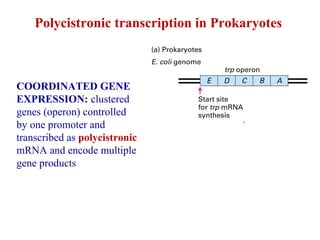 The flow of genetic information transcription | PPT