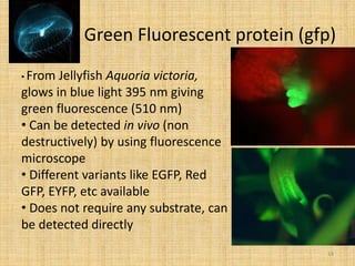 Markers and reporter genes | PPTX