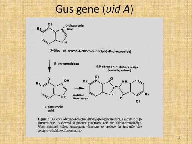 Markers and reporter genes | PPTX