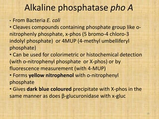 Markers and reporter genes | PPTX