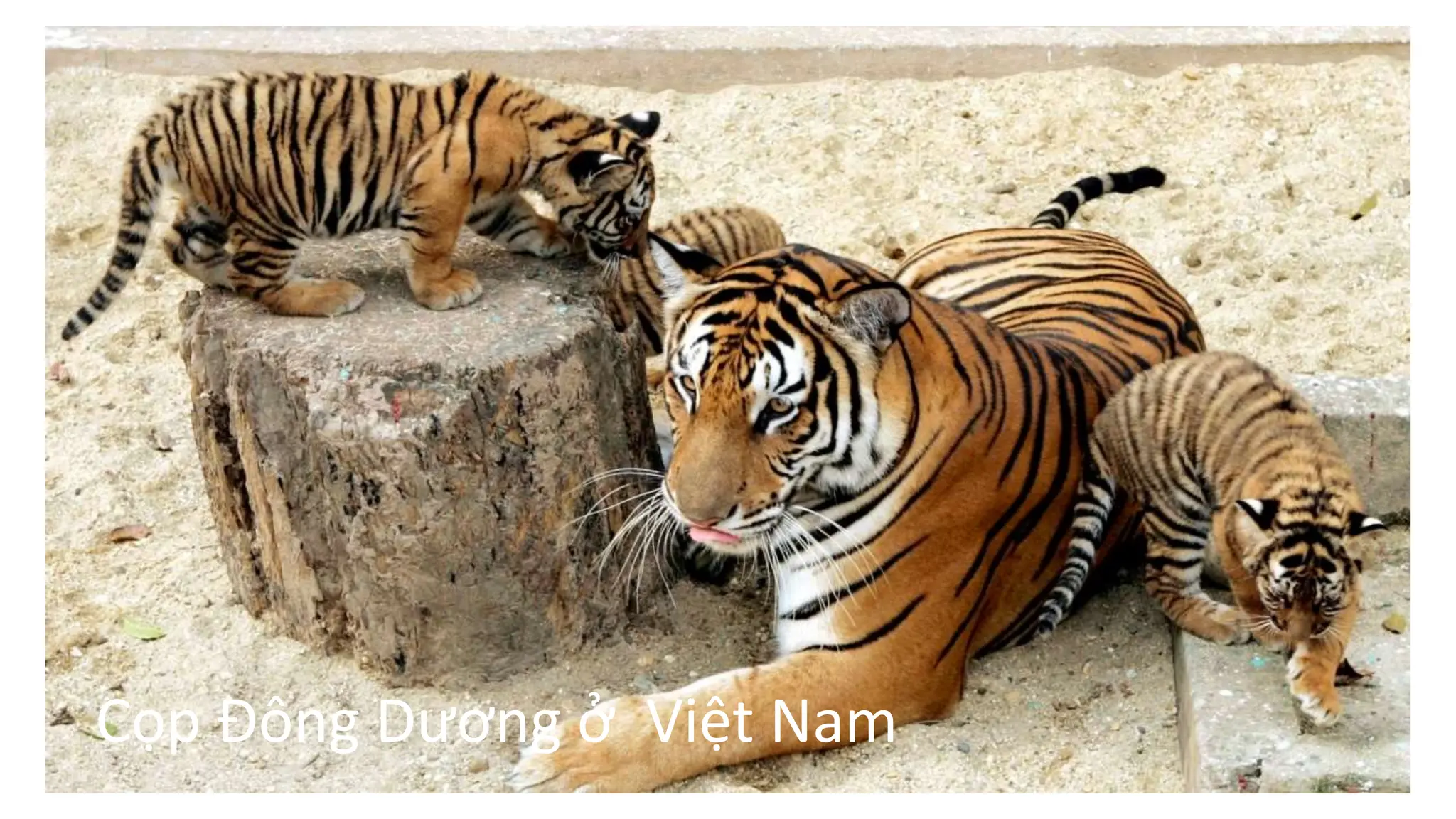 DDA DANG SINH HOC VIET NAM.pptx