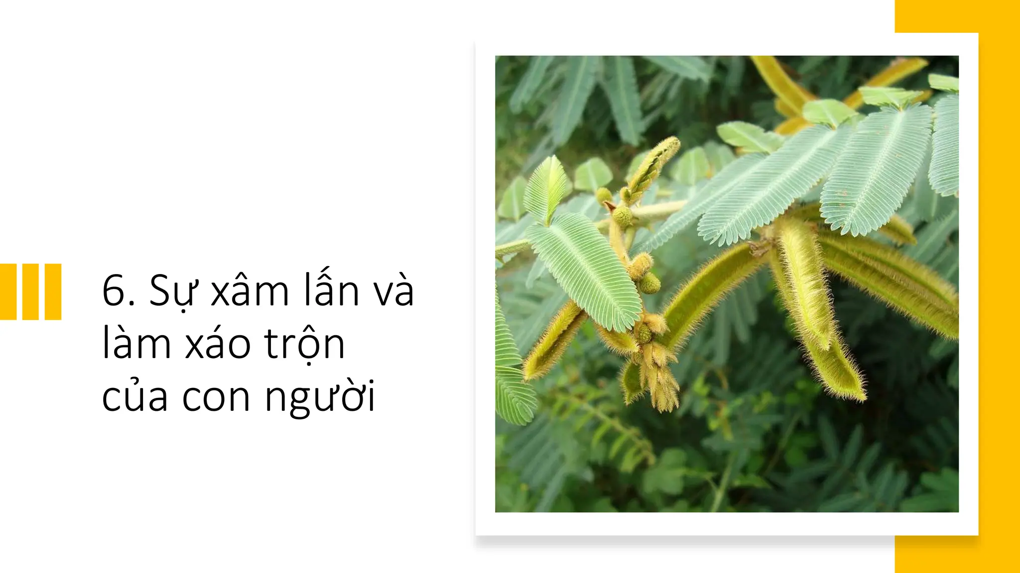 DDA DANG SINH HOC VIET NAM.pptx