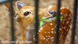 DDA DANG SINH HOC VIET NAM.pptx