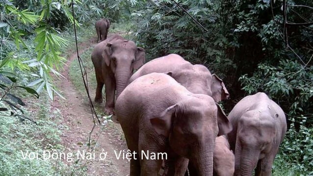 DDA DANG SINH HOC VIET NAM.pptx