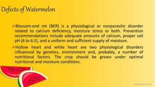 Watermelon | PPTX