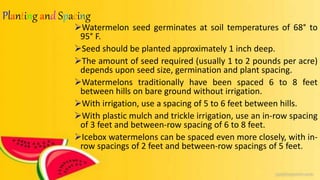 Watermelon | PPTX