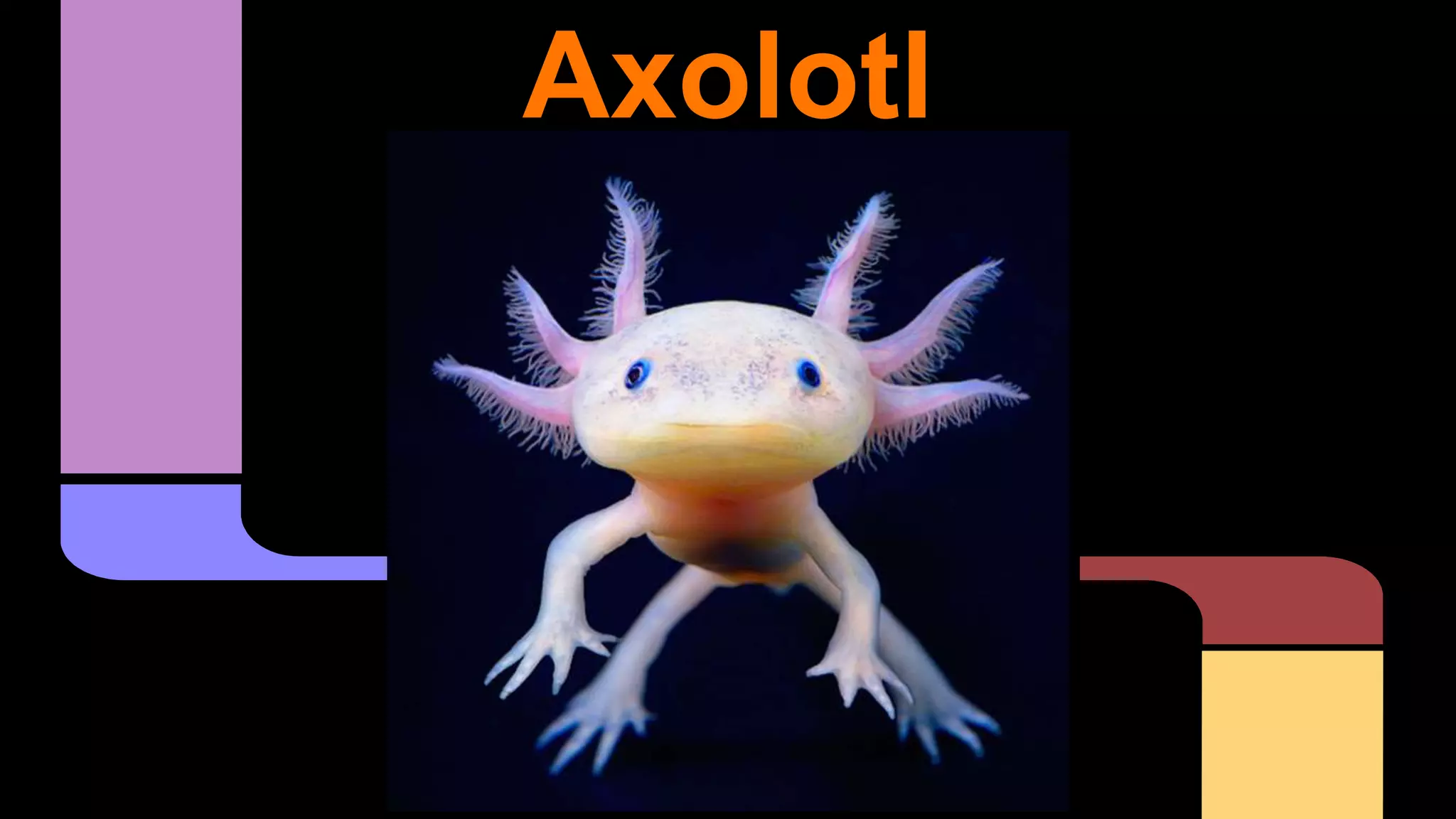 Axolotl | PPTX