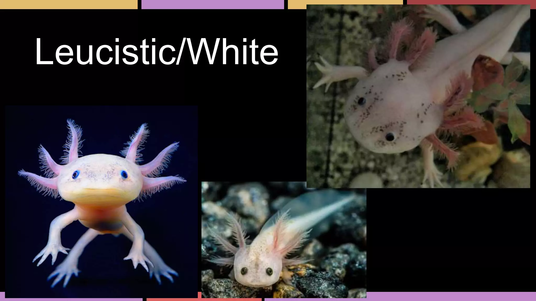 Axolotl | PPTX