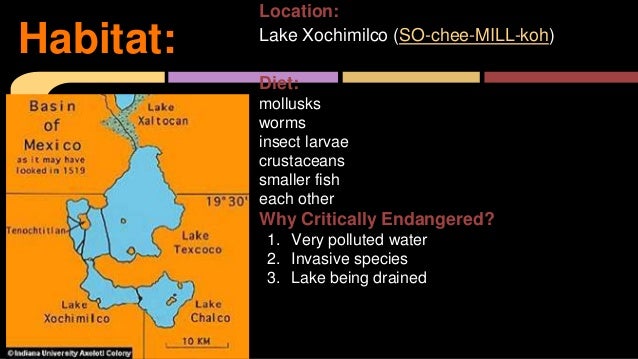 Lake Xochimilco Map Axolotls Der Xochimilco See. Die Heimat Des