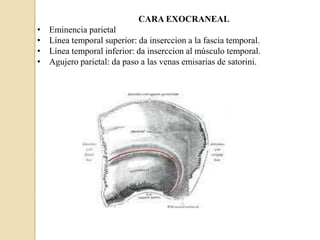 Huesos del cráneo | PPTX