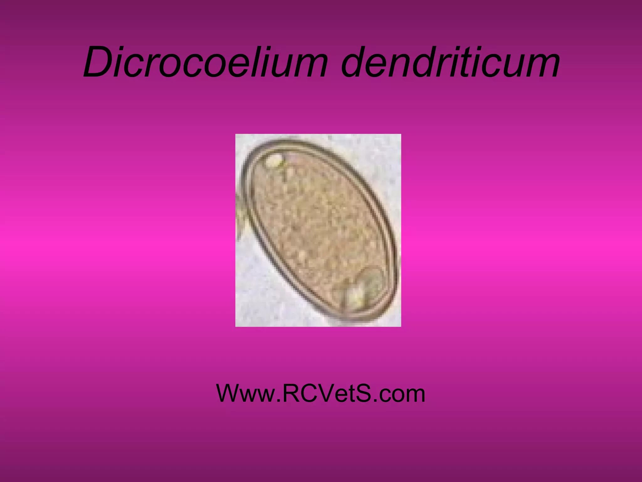Dicrocoelium dendriticum | PPT