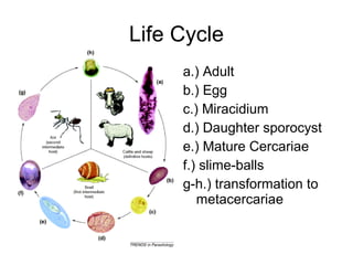 Dicrocoelium dendriticum | PPT