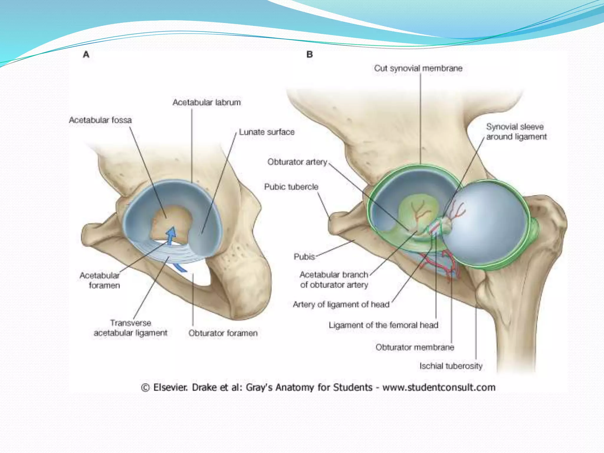 Developmental Dysplasia of Hip | PPTX