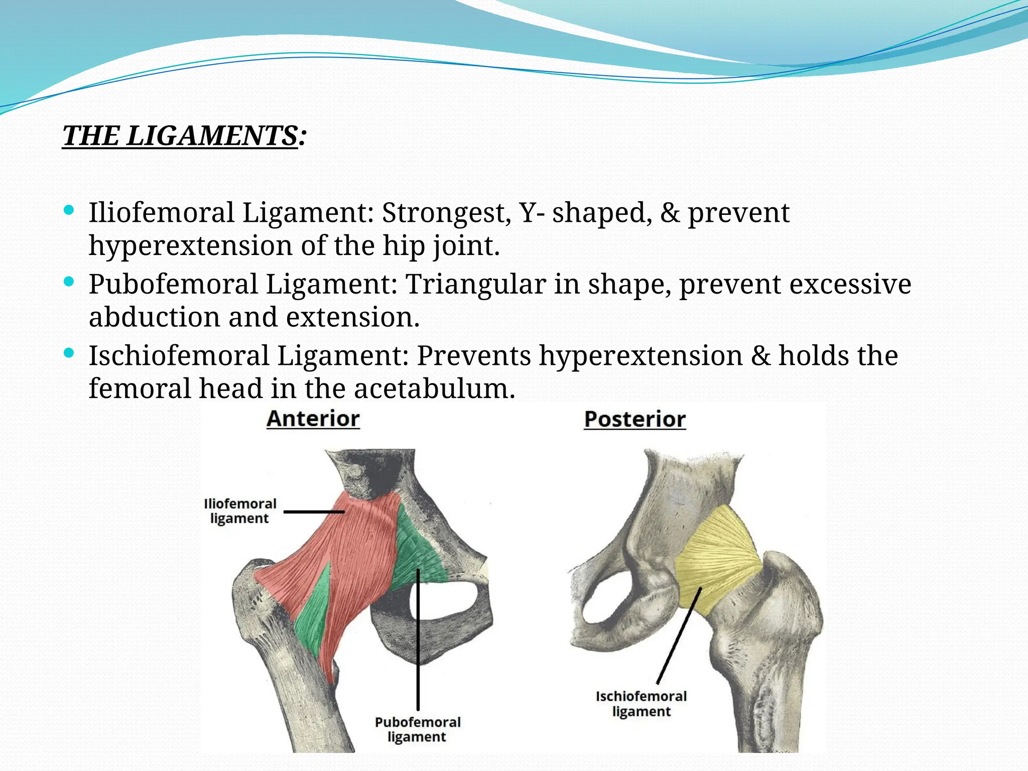 Developmental Dysplasia of Hip (DDH) or Congenital Dislocation of Hip ...