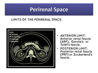 Peritoneum , Intraperitoneal Spaces | PPTX