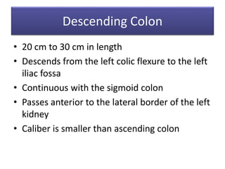 Peritoneum , Intraperitoneal Spaces | PPTX