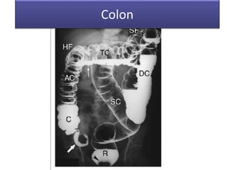 Peritoneum , Intraperitoneal Spaces | PPTX