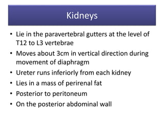 Peritoneum , Intraperitoneal Spaces | PPTX