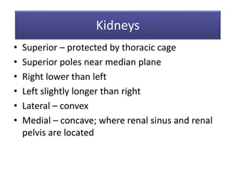 Peritoneum , Intraperitoneal Spaces | PPTX