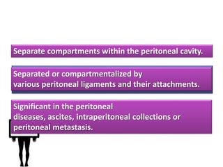 Peritoneum , Intraperitoneal Spaces | PPTX