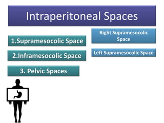 Peritoneum , Intraperitoneal Spaces | PPTX