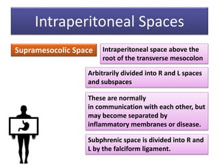 Peritoneum , Intraperitoneal Spaces | PPTX