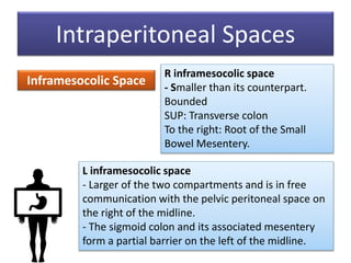Peritoneum , Intraperitoneal Spaces | PPTX
