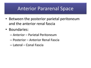 Peritoneum , Intraperitoneal Spaces | PPTX
