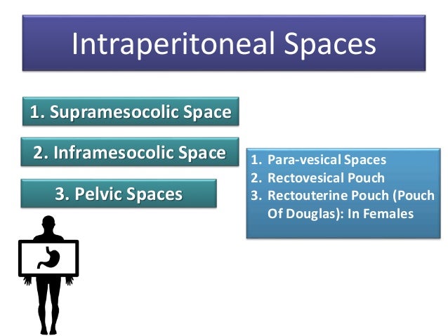 Rectouterine Pouch Ultrasound