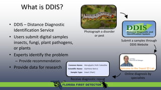 DDIS2020.ppt