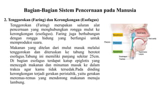 DDI sistem pencernaan.pptx
